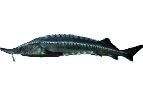 Fishing for Beluga → Explore Catches, Top Baits & More!