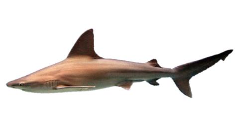 Fishing for Sandbar shark: Fish Species – FishAngler.com