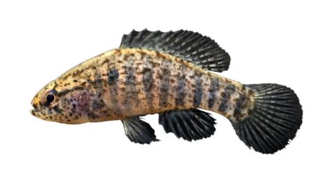 Fishing for Banded pygmy sunfish → Explore Catches, Top Baits & More!