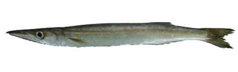 Fishing for European barracuda: Fish Species – FishAngler.com