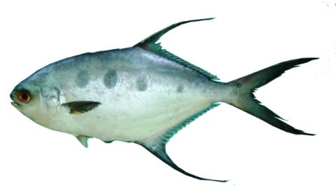 Fishing for Largespotted dart: Fish Species – FishAngler.com