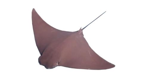 Fishing for Australian cownose ray → Explore Catches, Top Baits & More!