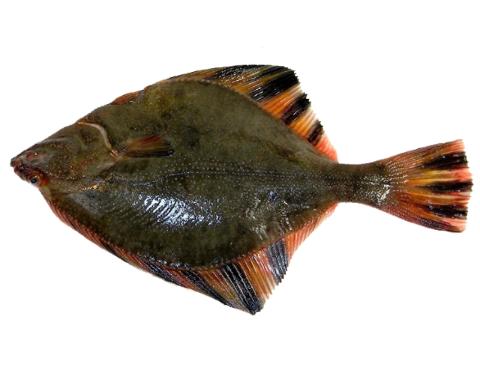 Fishing for Starry flounder → Explore Catches, Top Baits & More!