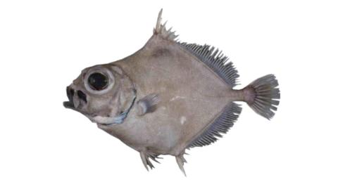 Fishing for Spiky oreo → Explore Catches, Top Baits & More!