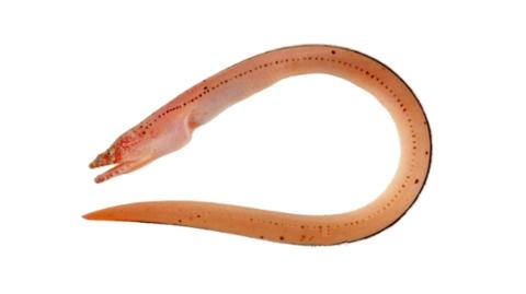 Fishing for Reptilian snake eel → Explore Catches, Top Baits & More!