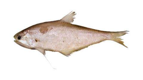 Fishing for Common hairfin anchovy: Fish Species – FishAngler.com