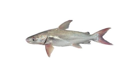 Fishing for Smooth-headed catfish → Explore Catches, Top Baits & More!