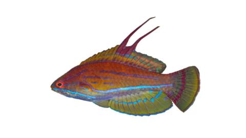 Fishing for Yellowfin flasher wrasse → Explore Catches, Top Baits & More!