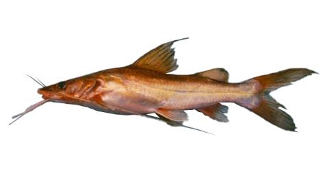 Fishing for Asian redtail catfish → Explore Catches, Top Baits & More!