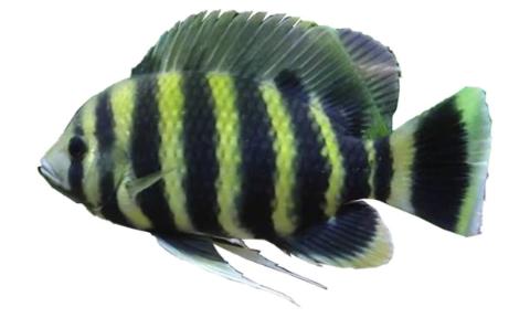 Fishing for Hornet tilapia: Fish Species – FishAngler.com