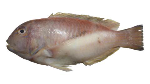 Fishing for Robust tuskfish → Explore Catches, Top Baits & More!