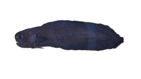 Fishing for Black Widow: Fish Species – FishAngler.com