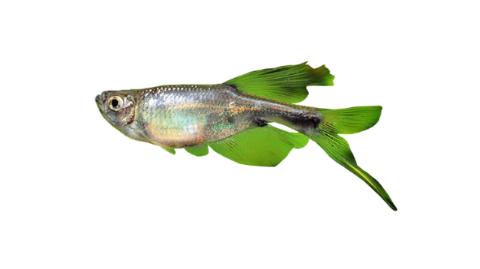 Fishing for Swordtail characin: Fish Species – FishAngler.com