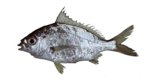 Fishing for Common silver-biddy: Fish Species – FishAngler.com