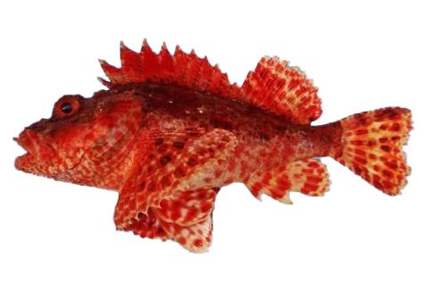 Fishing for Peruvian scorpionfish → Explore Catches, Top Baits & More!