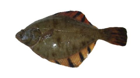 Fishing for Far Eastern smooth flounder → Explore Catches, Top Baits ...