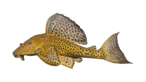 Fishing for Suckermouth catfish: Fish Species – FishAngler.com