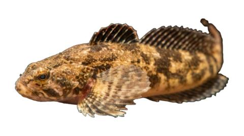 Fishing for Prickly sculpin → Explore Catches, Top Baits & More!