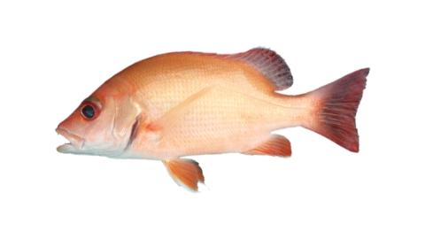 Fishing for Indonesian snapper → Explore Catches, Top Baits & More!