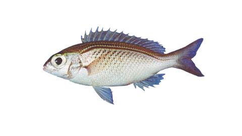 Fishing for Arabian monocle bream → Explore Catches, Top Baits & More!