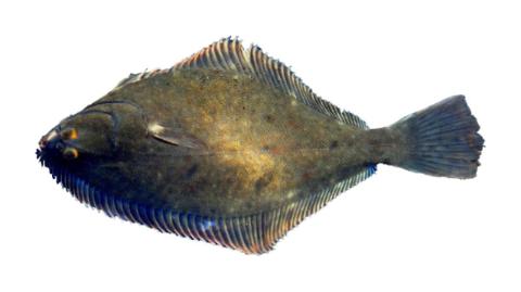 Fishing for Sand flounder → Explore Catches, Top Baits & More!