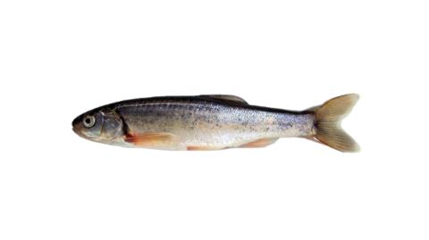 Fishing for Southern leatherside chub: Fish Species – FishAngler.com