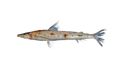 Fishing for Pale deepsea lizardfish → Explore Catches, Top Baits & More!