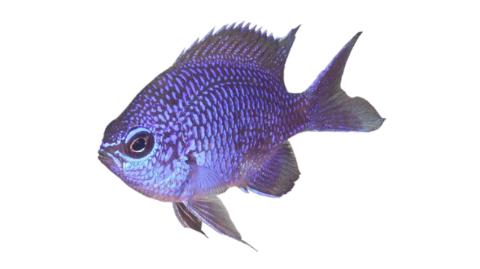 Fishing for Purple reeffish → Explore Catches, Top Baits & More!