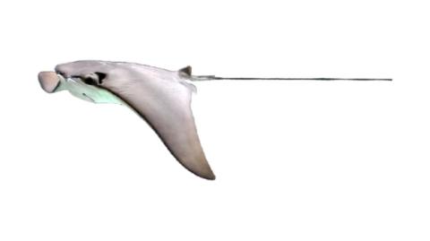 Fishing for Cownose ray → Explore Catches, Top Baits & More!