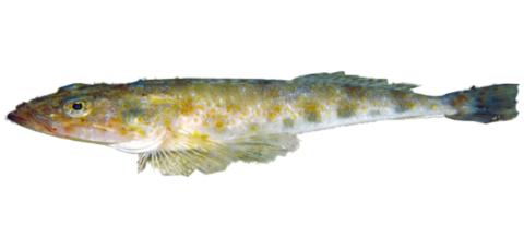 Fishing for Tiger flathead → Explore Catches, Top Baits & More!
