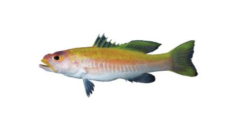 Fishing for Spot-tail golden bass → Explore Catches, Top Baits & More!