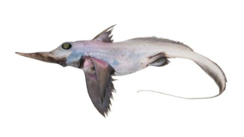Fishing for Pacific longnose chimaera: Fish Species – FishAngler.com
