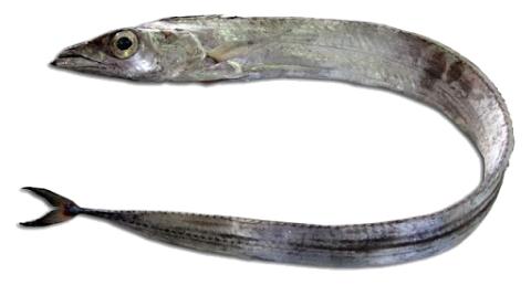 Fishing for Silver scabbardfish → Explore Catches, Top Baits & More!