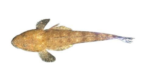 Fishing for Blue-spotted flathead → Explore Catches, Top Baits & More!