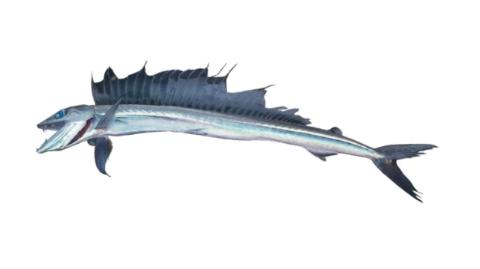 Fishing for Short snouted lancetfish: Fish Species – FishAngler.com