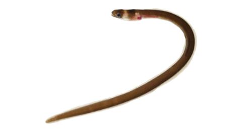 Fishing for Collared eel → Explore Catches, Top Baits & More!