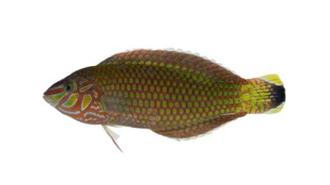 Fishing for Argus wrasse: Fish Species – FishAngler.com