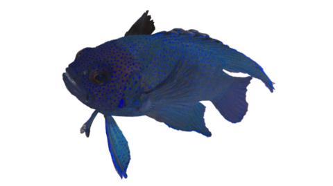 Fishing for Western blue devil → Explore Catches, Top Baits & More!