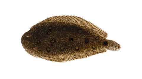 Fishing for Hook-nosed sole → Explore Catches, Top Baits & More!