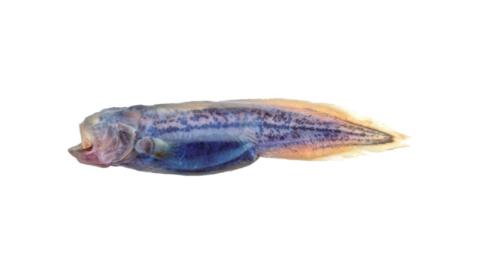 Fishing for Spotted gelatinous cusk → Explore Catches, Top Baits & More!