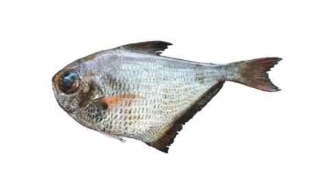 Fishing for Indian sweeper → Explore Catches, Top Baits & More!