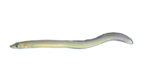 Fishing for Little conger eel → Explore Catches, Top Baits & More!