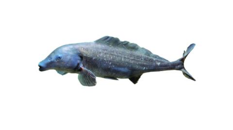 Fishing for Elephant-snout fish → Explore Catches, Top Baits & More!