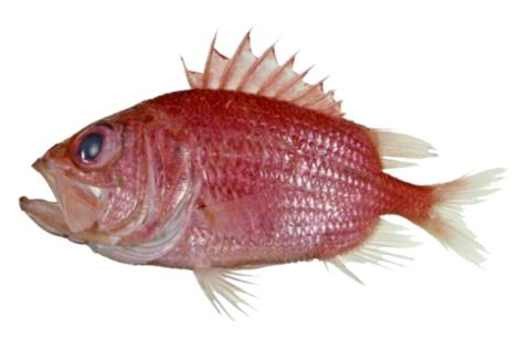 Fishing for Japanese soldierfish → Explore Catches, Top Baits & More!