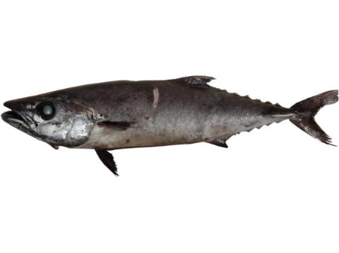 Fishing for Escolar → Explore Catches, Top Baits & More!