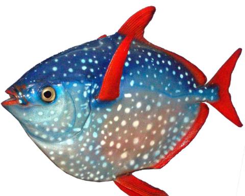 Fishing for Opah → Explore Catches, Top Baits & More!