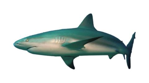 Fishing for Caribbean reef shark → Explore Catches, Top Baits & More!