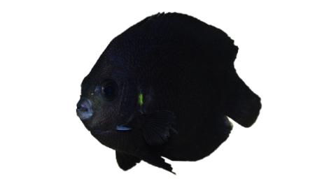 Fishing for Midnight angelfish → Explore Catches, Top Baits & More!