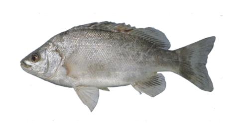 Fishing for Welch's grunter → Explore Catches, Top Baits & More!