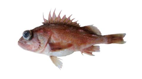 Fishing for Greenblotched rockfish: Fish Species – FishAngler.com